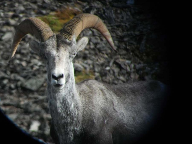 British Columbia Stone Sheep Hunting - Gunson Guiding and Outfitting