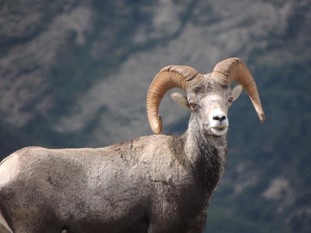 British Columbia Stone Sheep Hunting Gallery - Gunson Guiding and ...