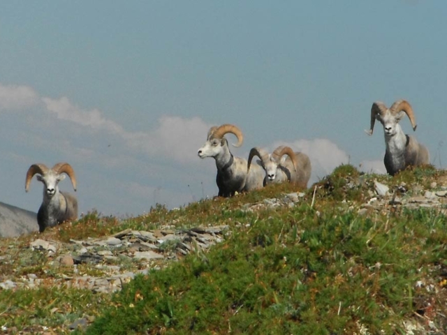 British Columbia Stone Sheep Hunting - Gunson Guiding and Outfitting